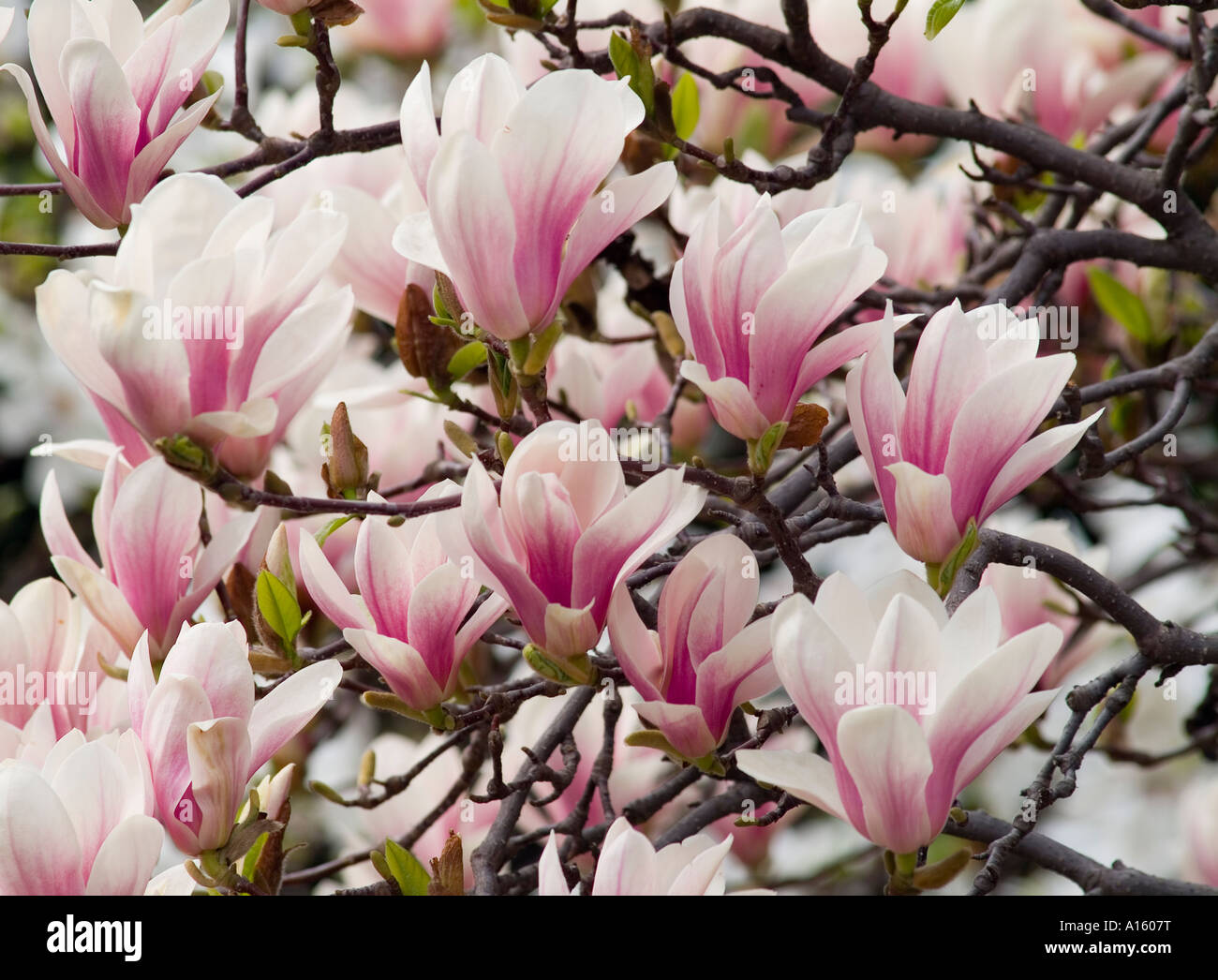 Pink Magnolia soulangiana flowers blooming Stock Photo - Alamy