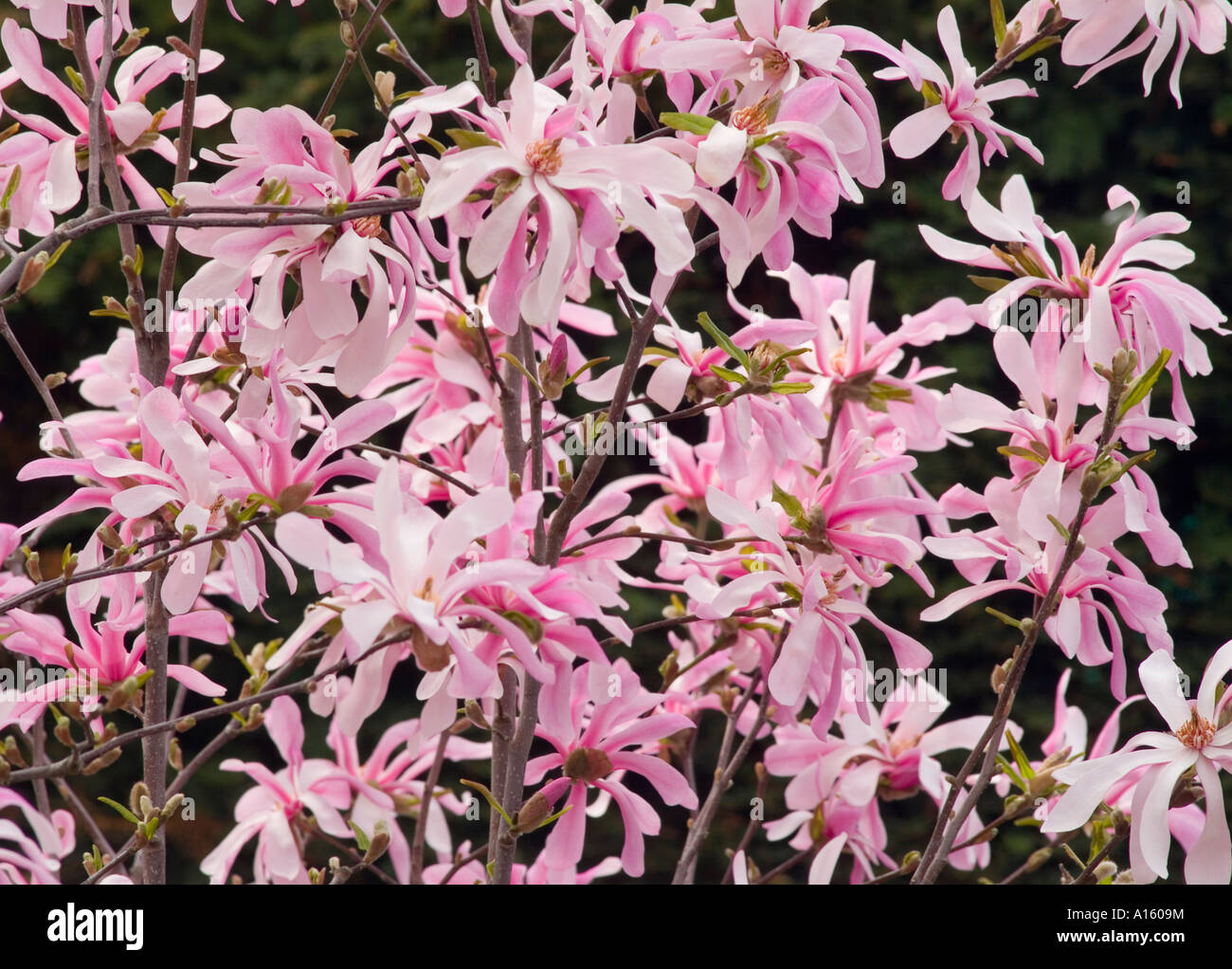 Pink Magnolia soulangiana flowers blooming Stock Photo - Alamy