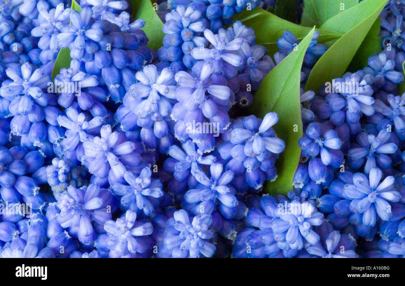 Blue Grape hyacinth Muscari armeniacum close up Stock Photo - Alamy