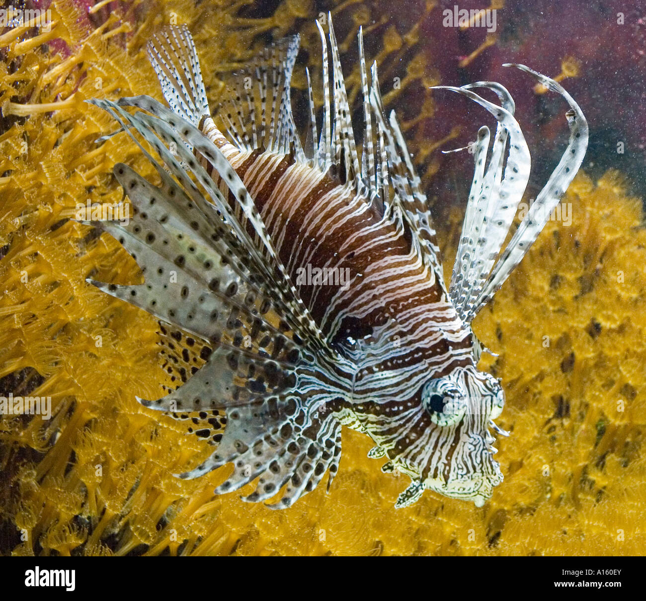 Lion fish Pterois volitans Stock Photo - Alamy Lion fish Pterois volitans Stock Photo - Alamy
