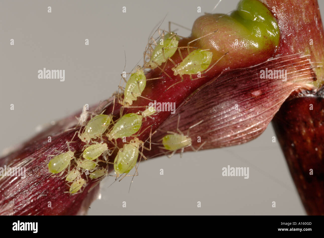 Mottled arum aphid hi-res stock photography and images - Alamy