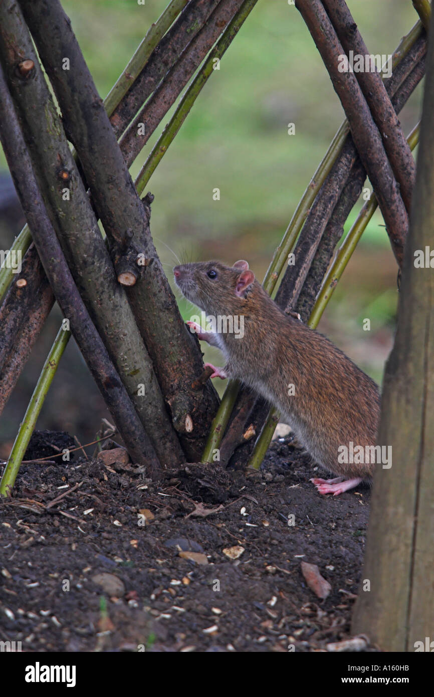 London brown rat hi-res stock photography and images - Alamy