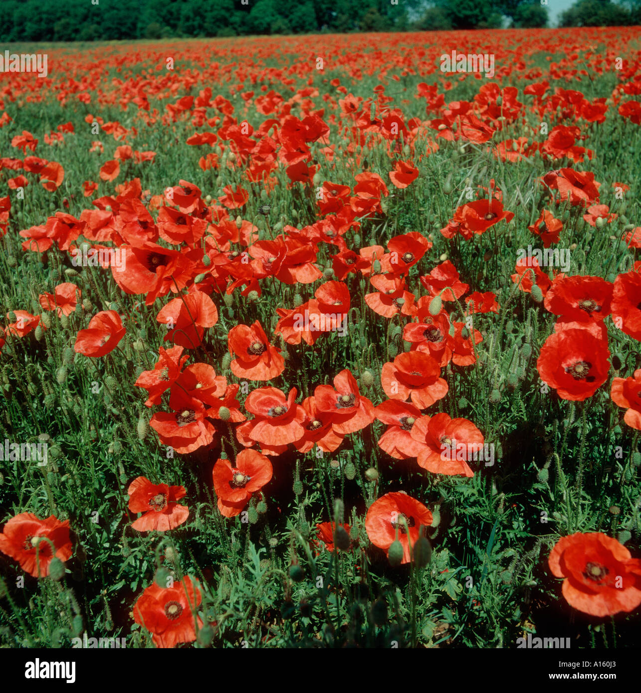 Corn poppies Papaver rhoeas flowering in large numbers in a set aside ...