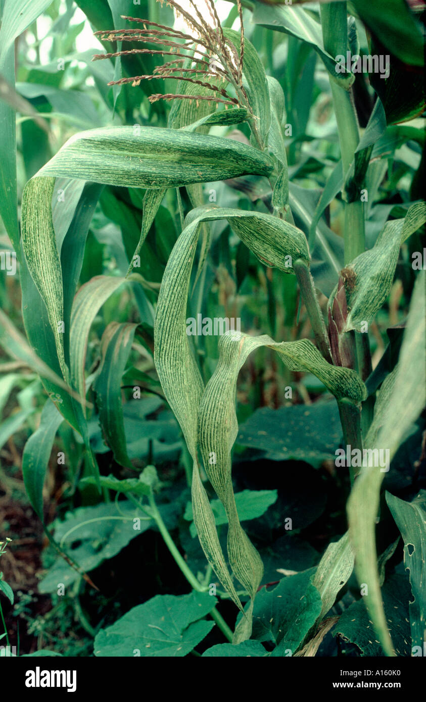Maize plant in kenya hi-res stock photography and images - Alamy