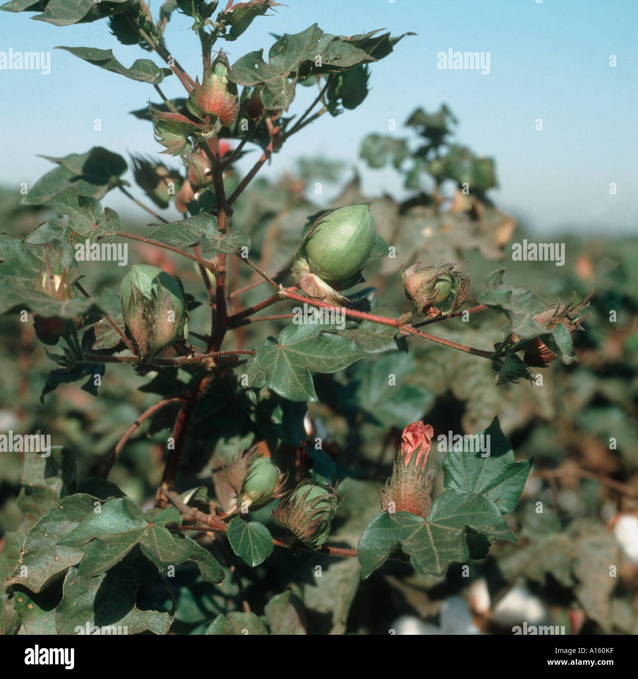 Stages of maturity hi-res stock photography and images - Alamy