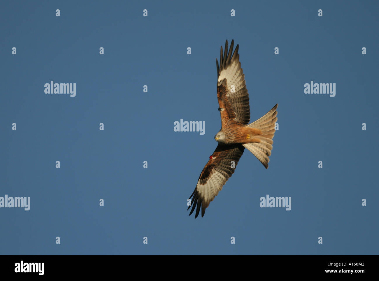 Red Kite in flight Stock Photo - Alamy