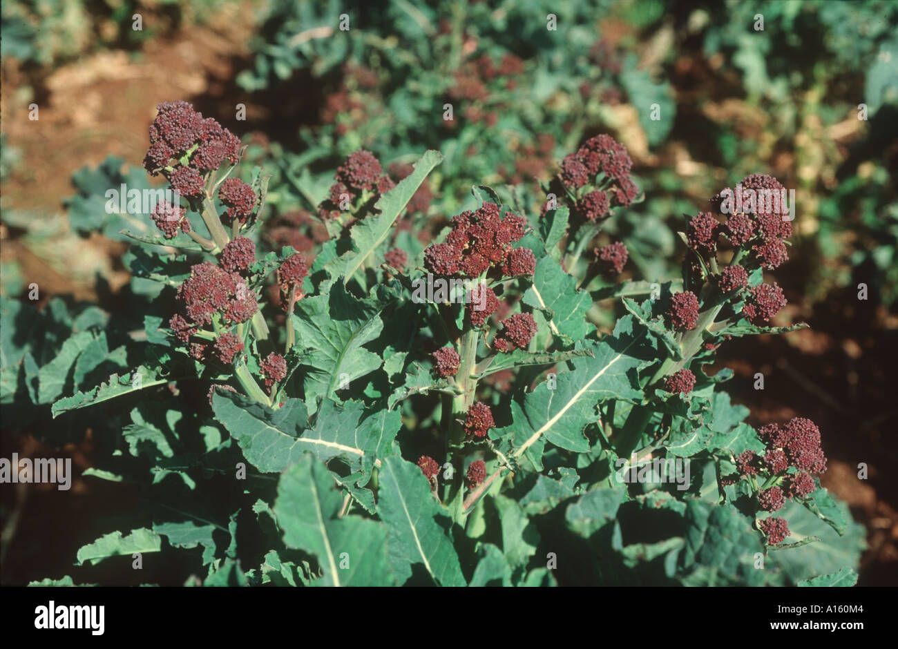 Early cropping mature purple sprouting broccoli Brassica oleracea at ...