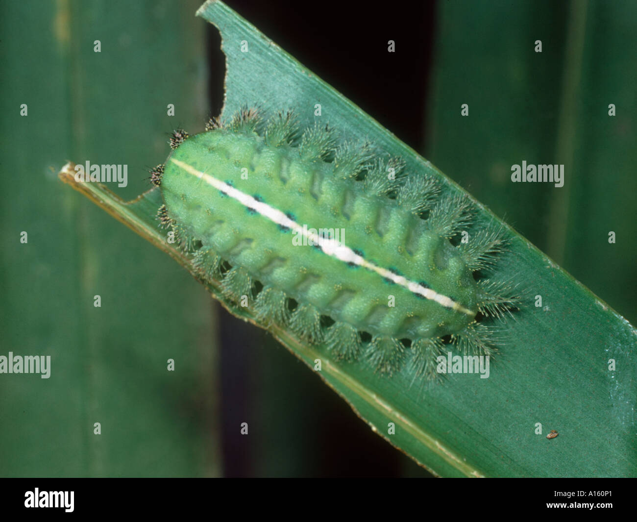 Slug caterpillar Thosea spp a stinging caterpillar on coconut palm ...