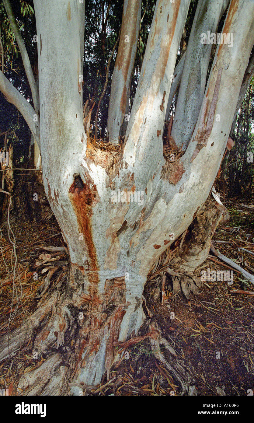 Binyamina Tree il 1 Stock Photo - Alamy