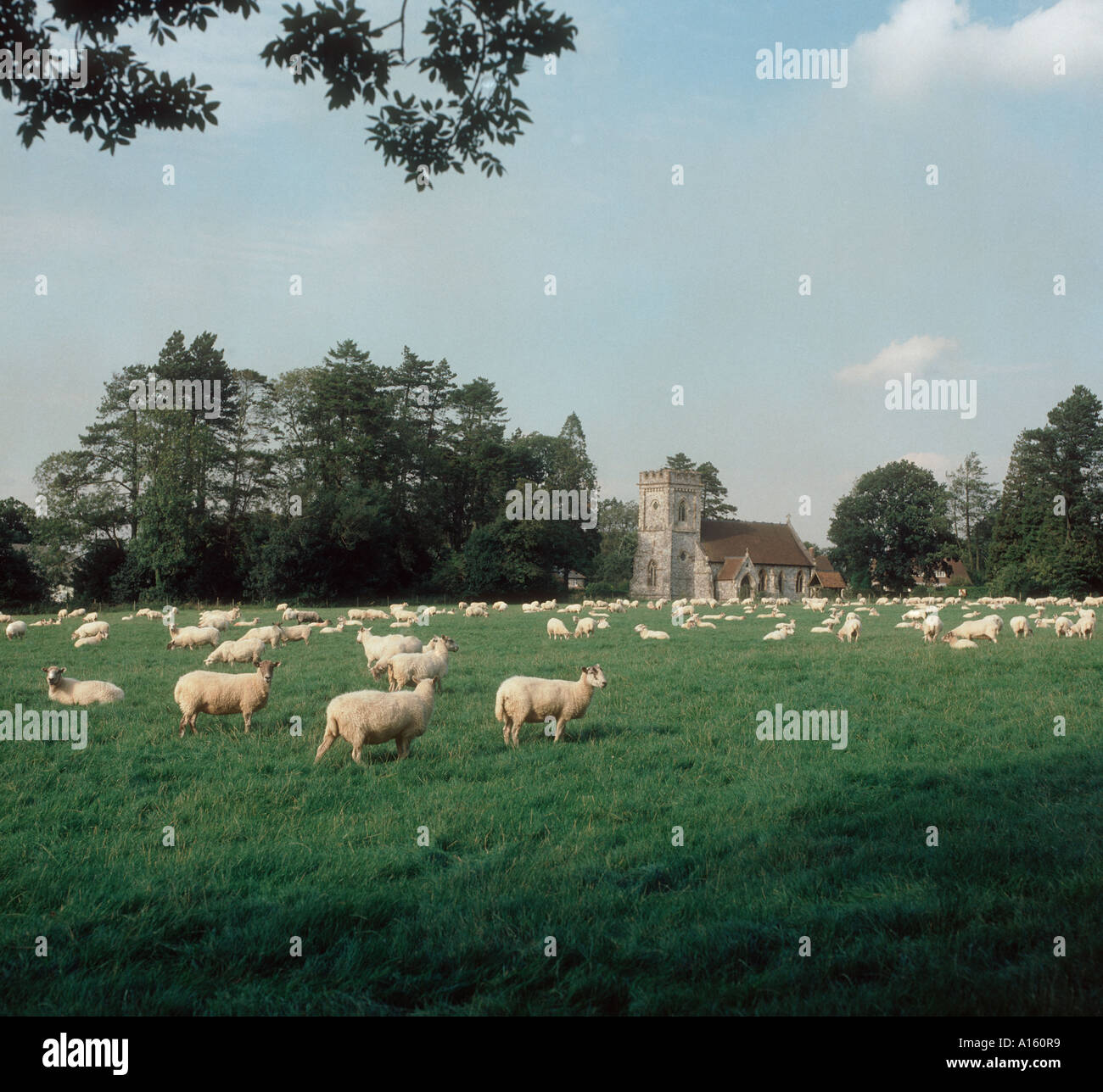 Sheep grazing country hi-res stock photography and images - Alamy