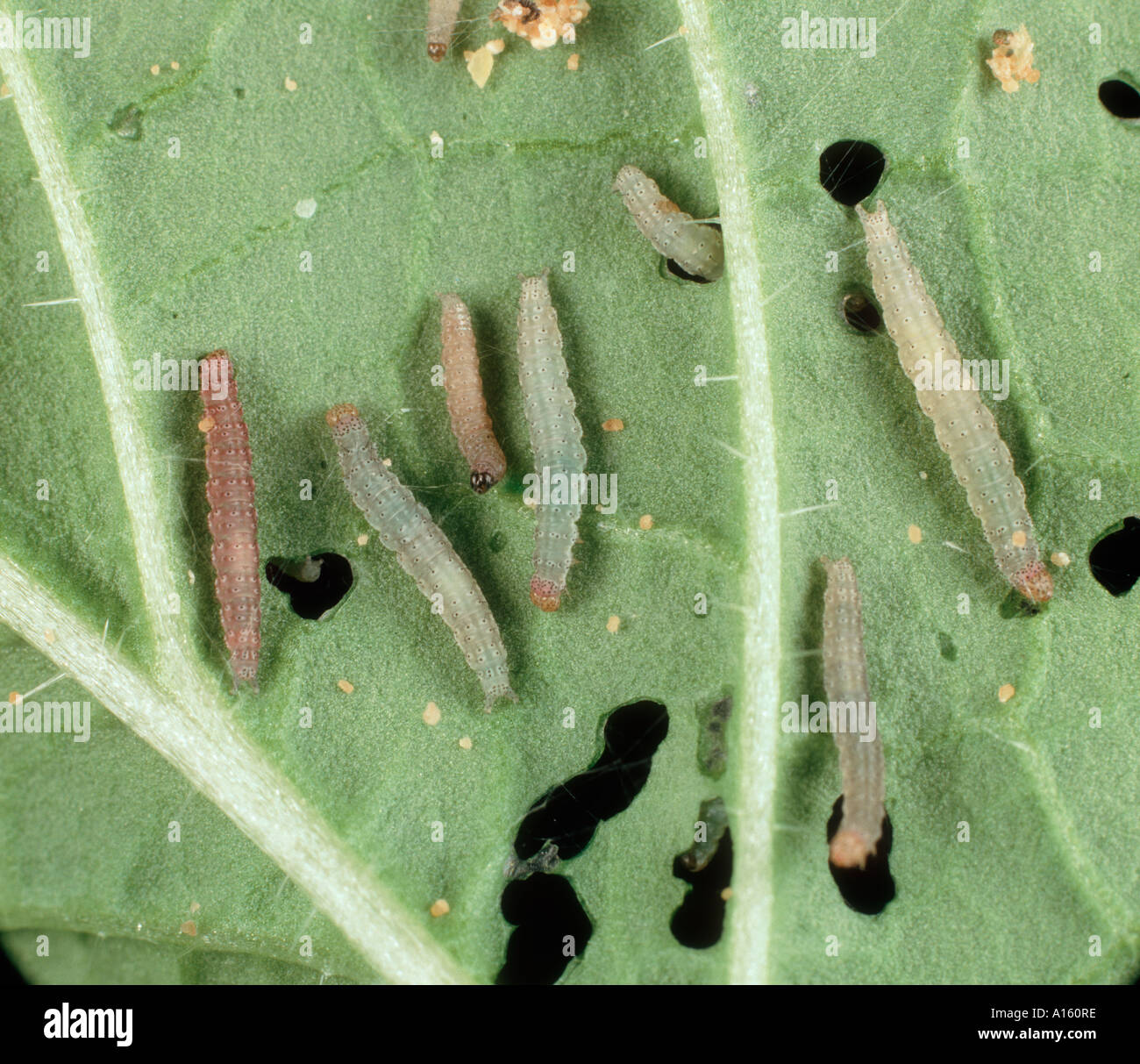 Caterpillars of the diamond back moth Plutella xylostella on a damaged ...