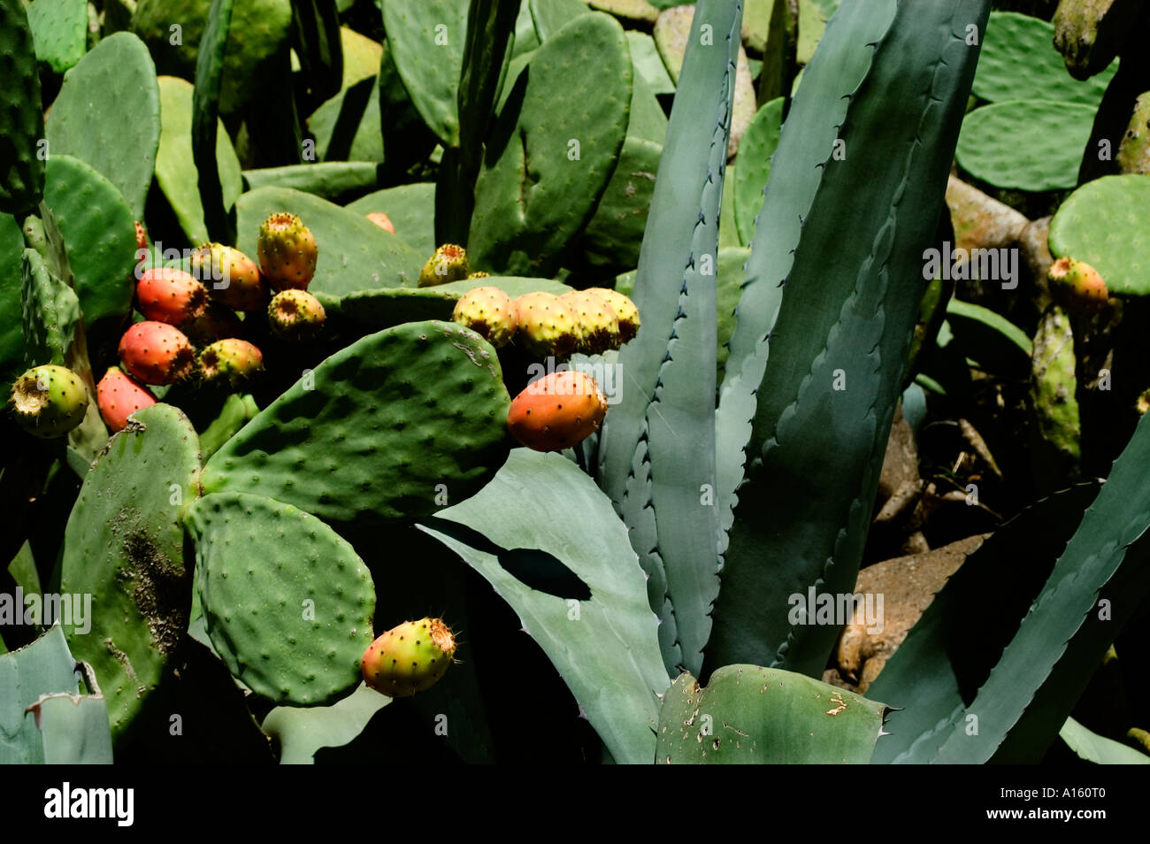Sicily Italy Cactus Tree Italian Stock Photo - Alamy