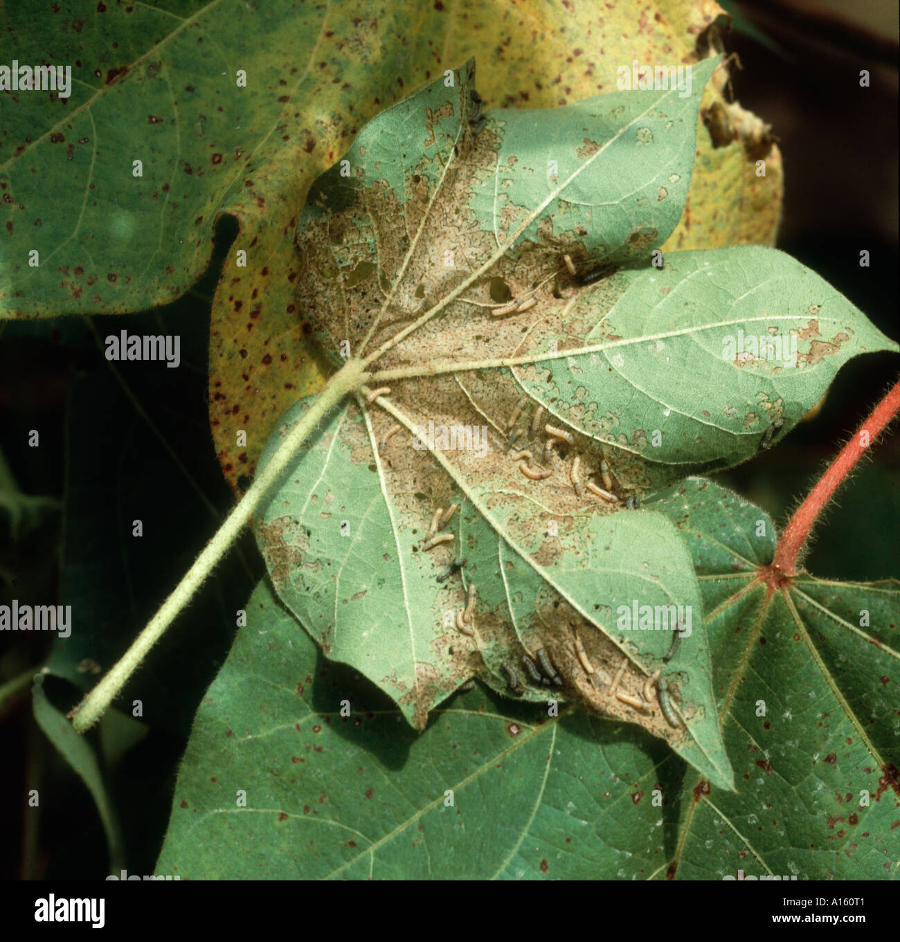 Cotton leafworm spodoptera littoralis young hi-res stock photography ...