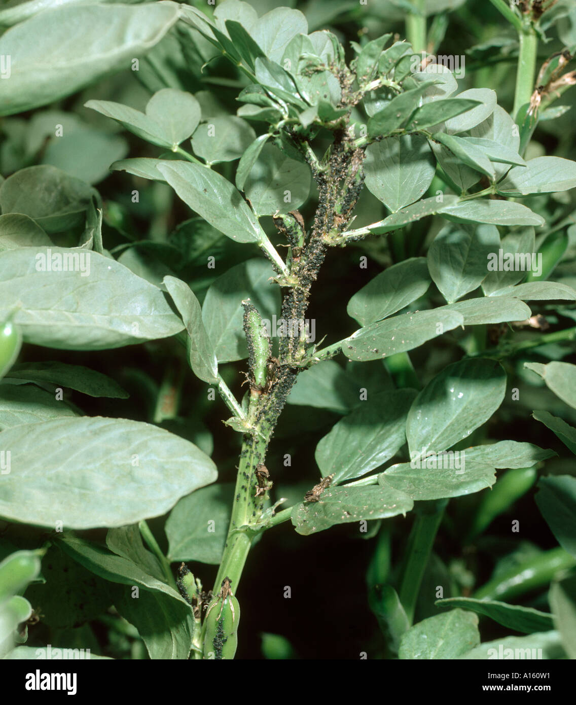 Colony of black bean aphids hi-res stock photography and images - Alamy