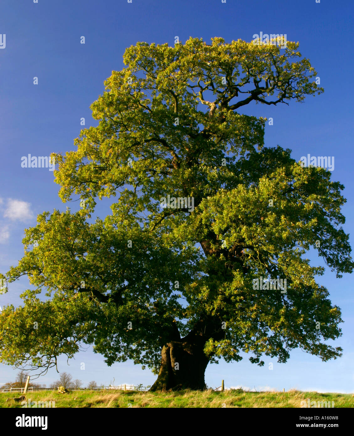 Large oak tree growing in England Stock Photo - Alamy