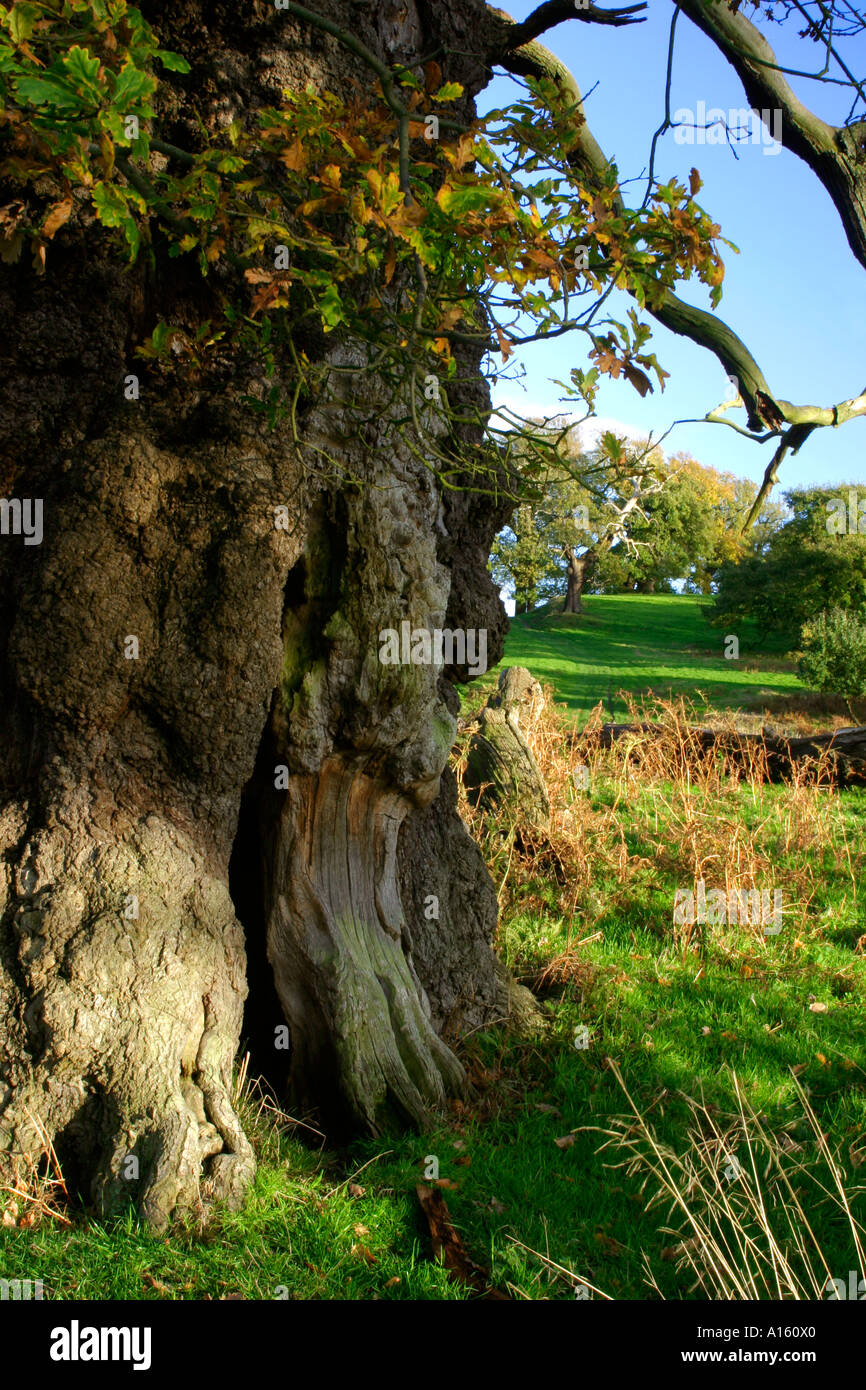 Ancient trees growing in England Stock Photo - Alamy