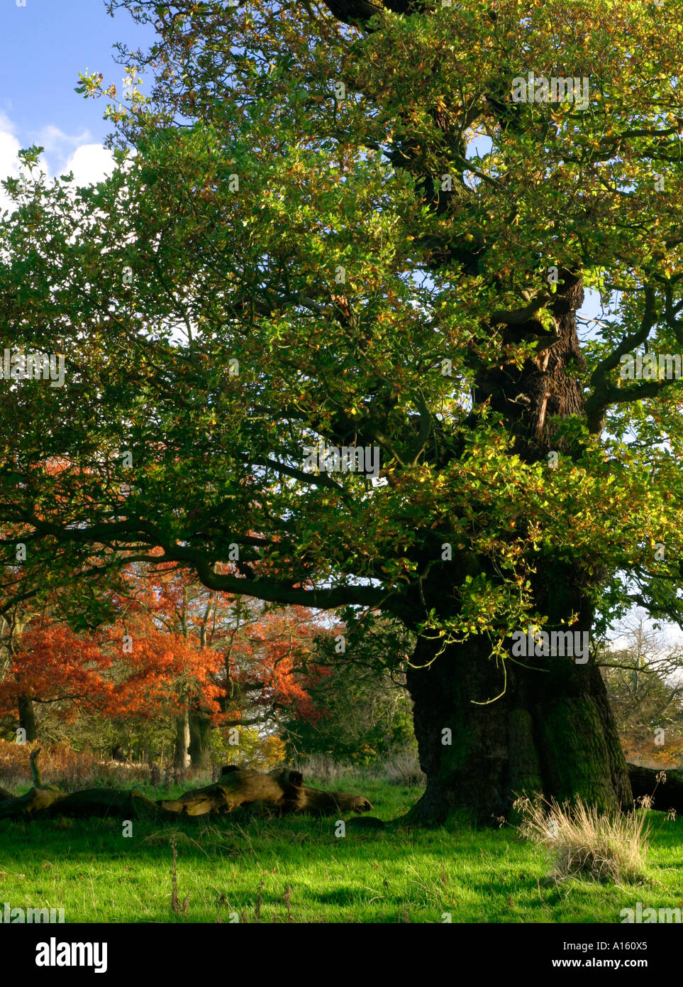 Ancient trees growing in England Stock Photo - Alamy