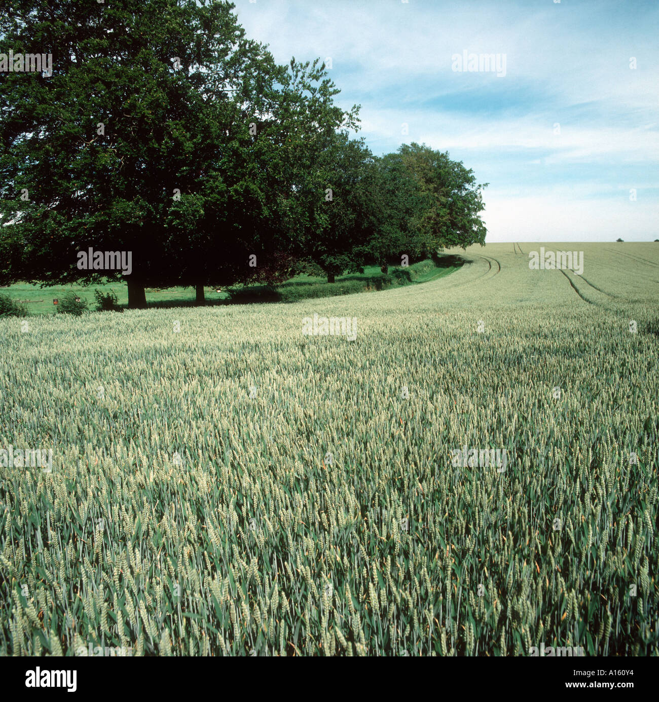 View of wheat crop in ear with trees lining the field boundary Stock ...