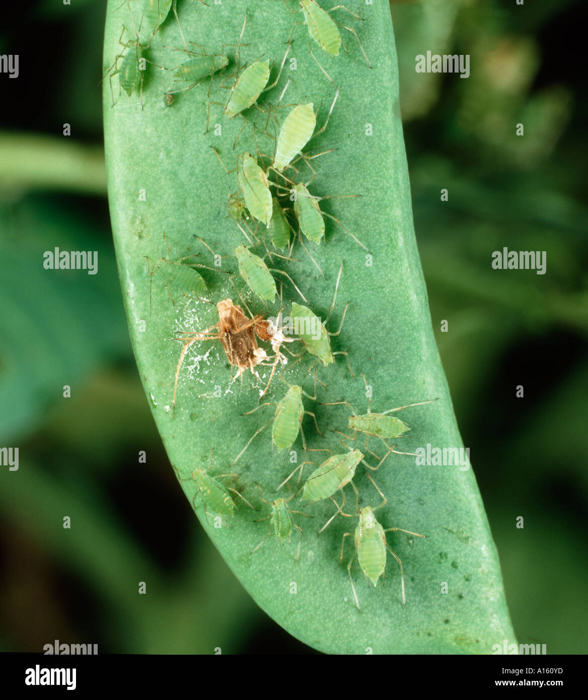 Pea aphids hi-res stock photography and images - Alamy