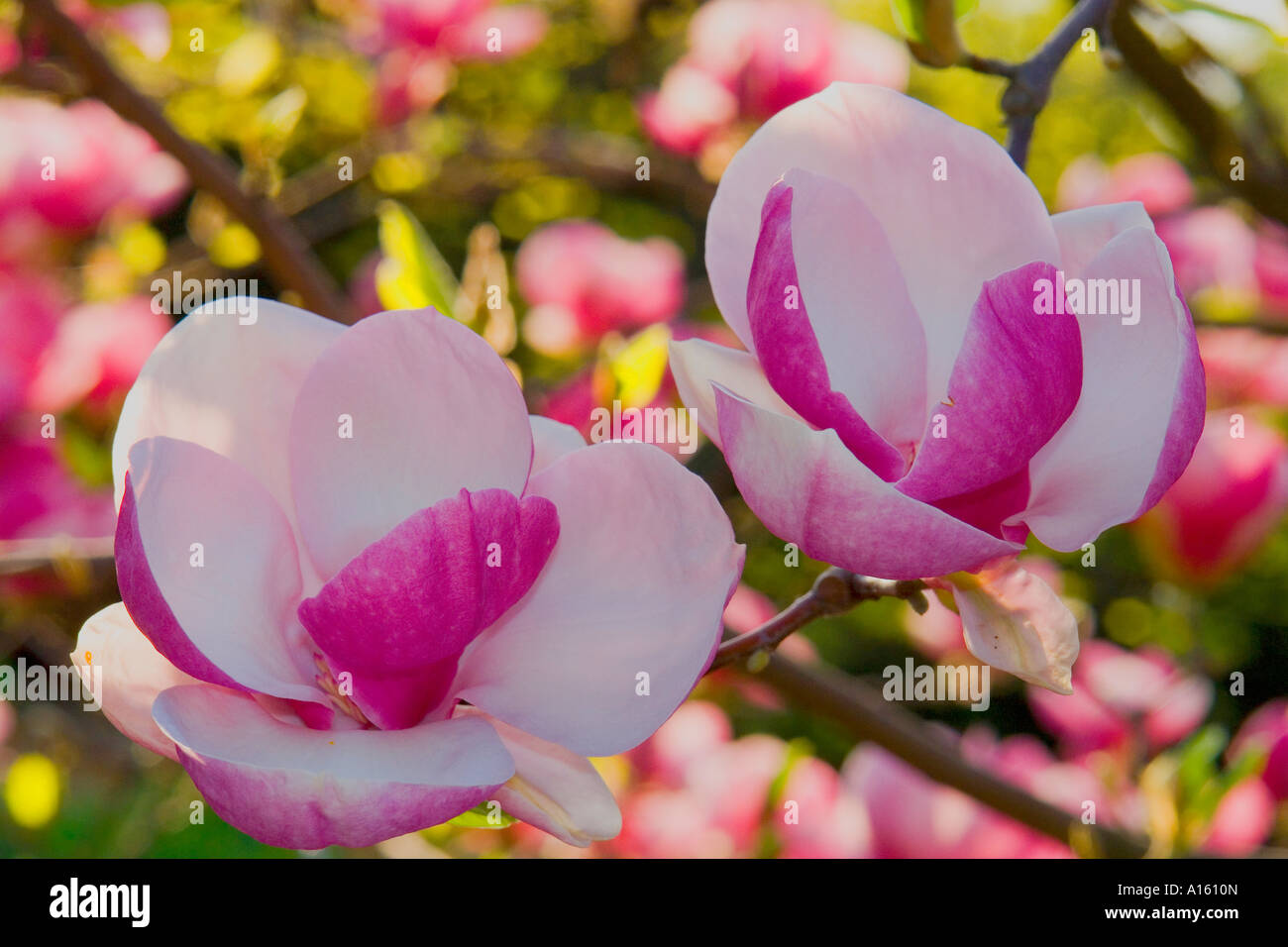 Pink Magnolia soulangiana flowers close up Stock Photo - Alamy