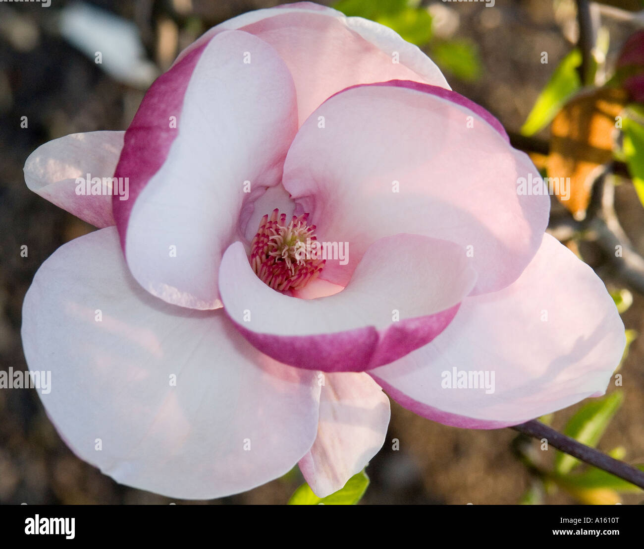 Pink Magnolia soulangiana flower close up Stock Photo - Alamy
