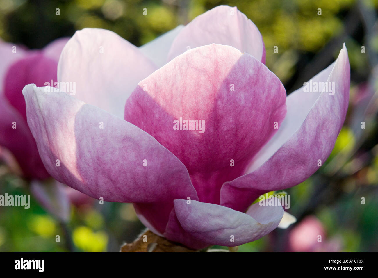 Pink Magnolia soulangiana flower close up Stock Photo - Alamy