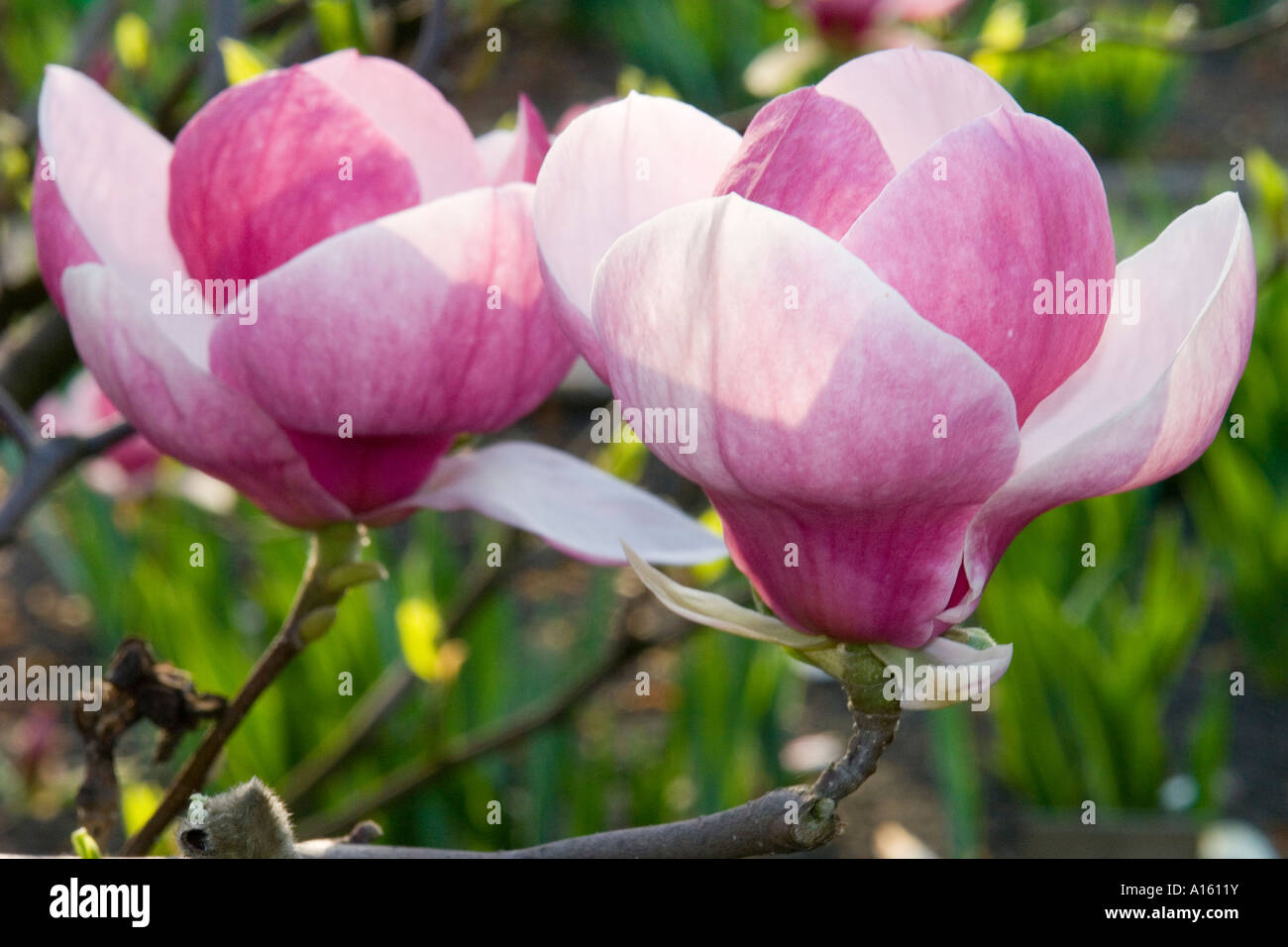 Pink Magnolia soulangiana flowers close up Stock Photo - Alamy