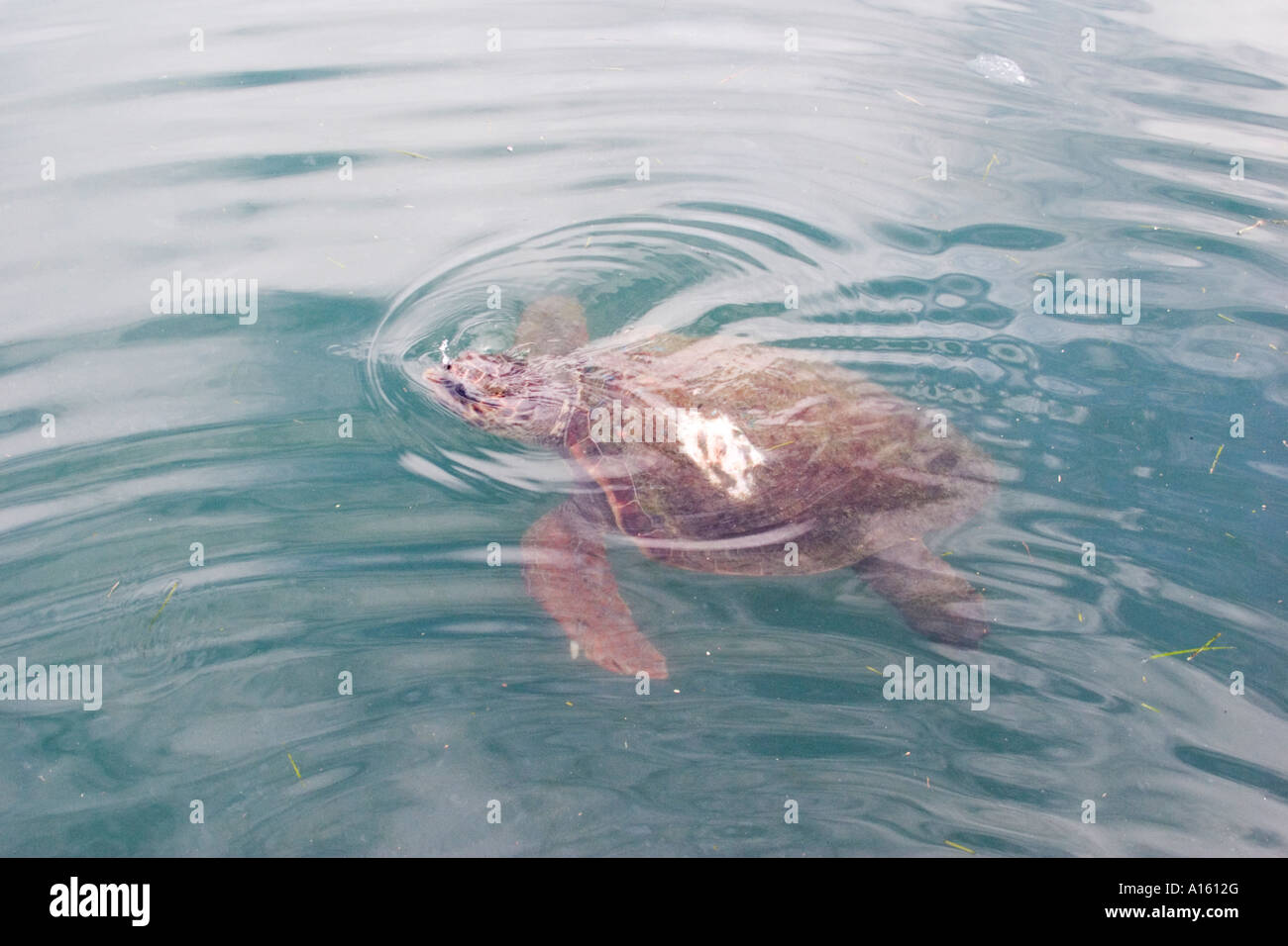 Turtles Argostoli Harbour on Kefalonia September 2006 Stock Photo - Alamy