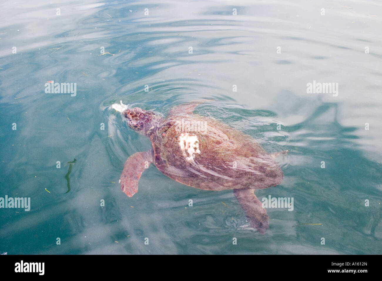 Turtles Argostoli Harbour on Kefalonia September 2006 Stock Photo - Alamy