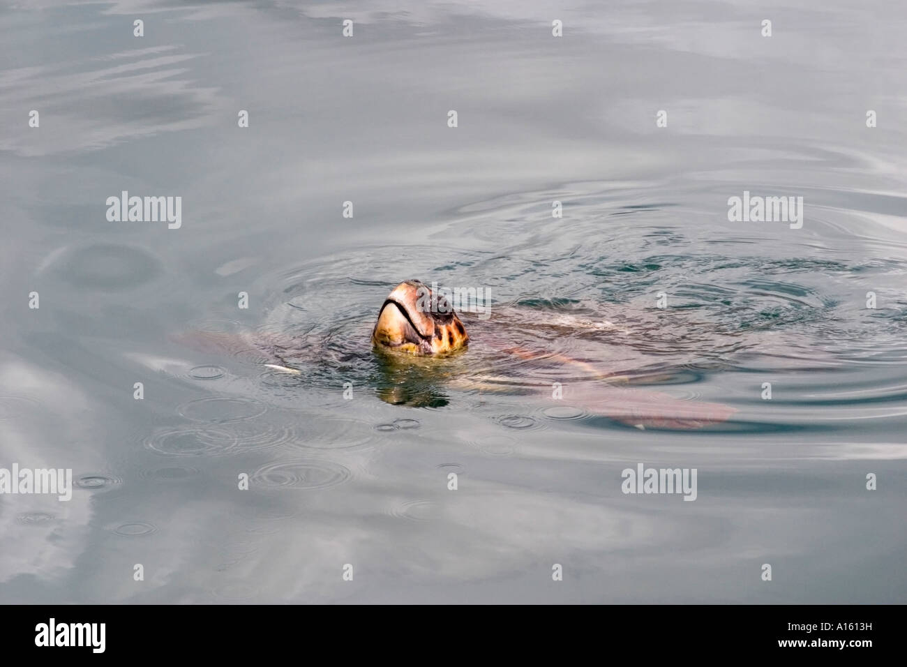 Turtles Argostoli Harbour on Kefalonia September 2006 Stock Photo - Alamy