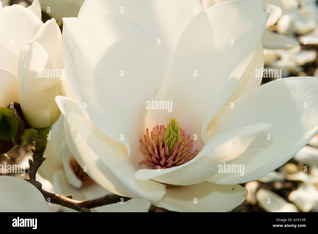 White Magnolia soulangiana Lennei alba flower close up Stock Photo - Alamy