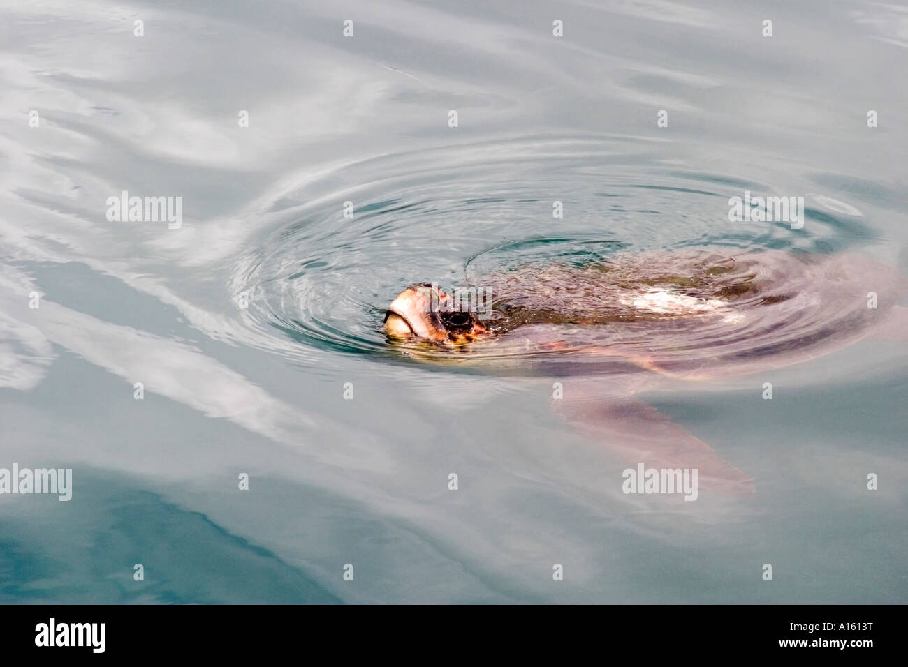 Turtles Argostoli Harbour on Kefalonia September 2006 Stock Photo - Alamy