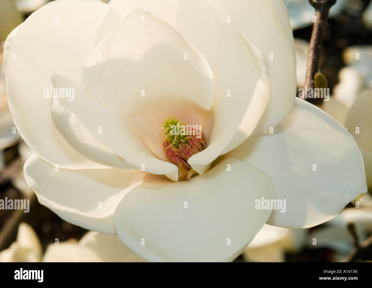White Magnolia soulangiana Lennei alba flower close up Stock Photo - Alamy