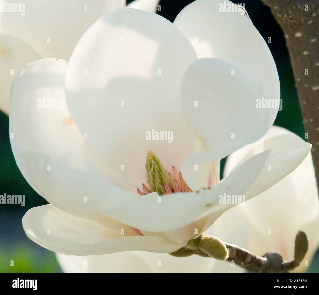 White Magnolia soulangiana Lennei alba flower close up Stock Photo - Alamy