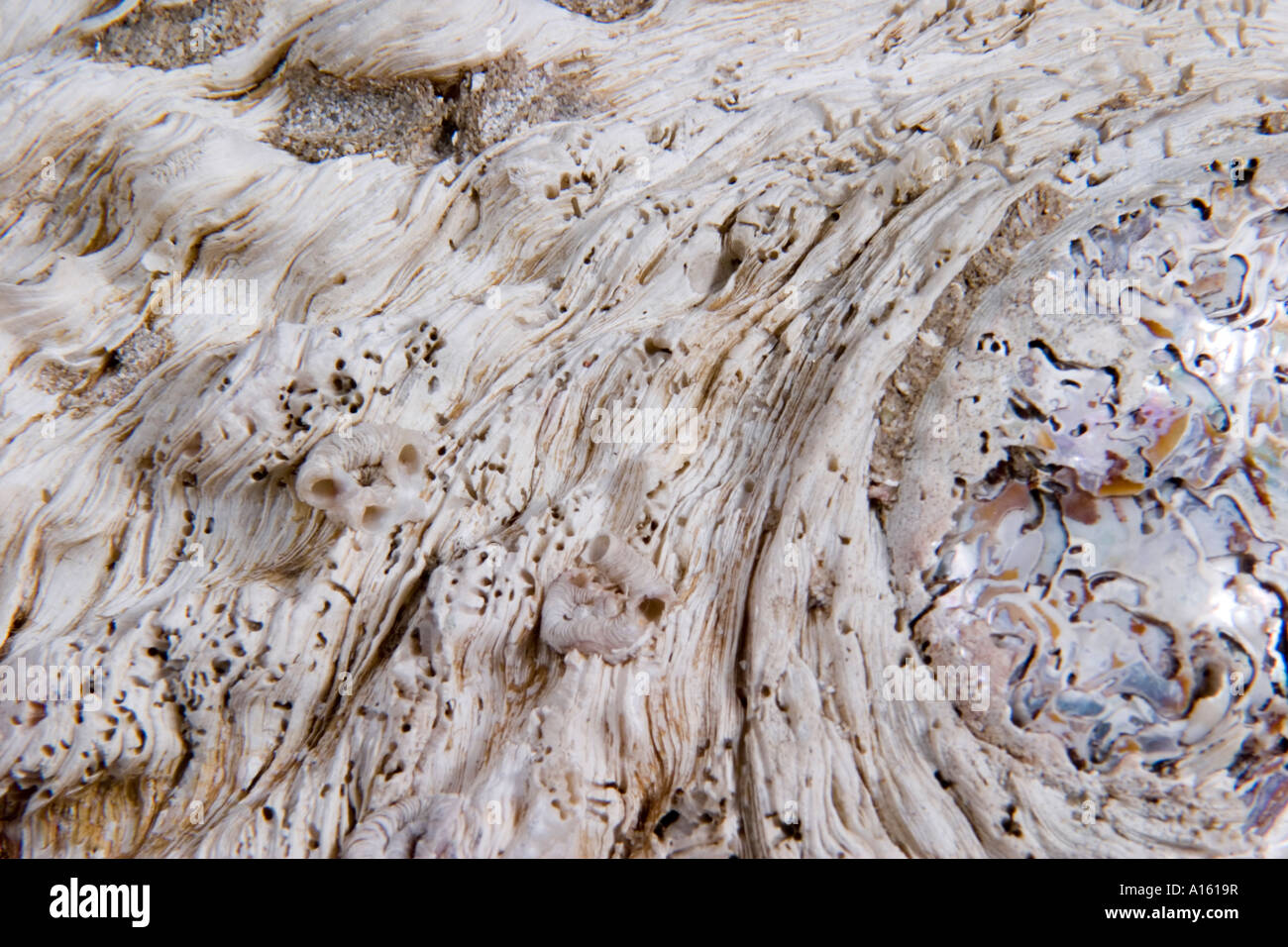 Close up detail of an Abalone Shell Stock Photo - Alamy
