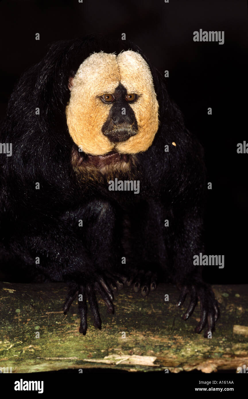 MAMMAL SAKI White faced Pithecia pithecia Stock Photo - Alamy