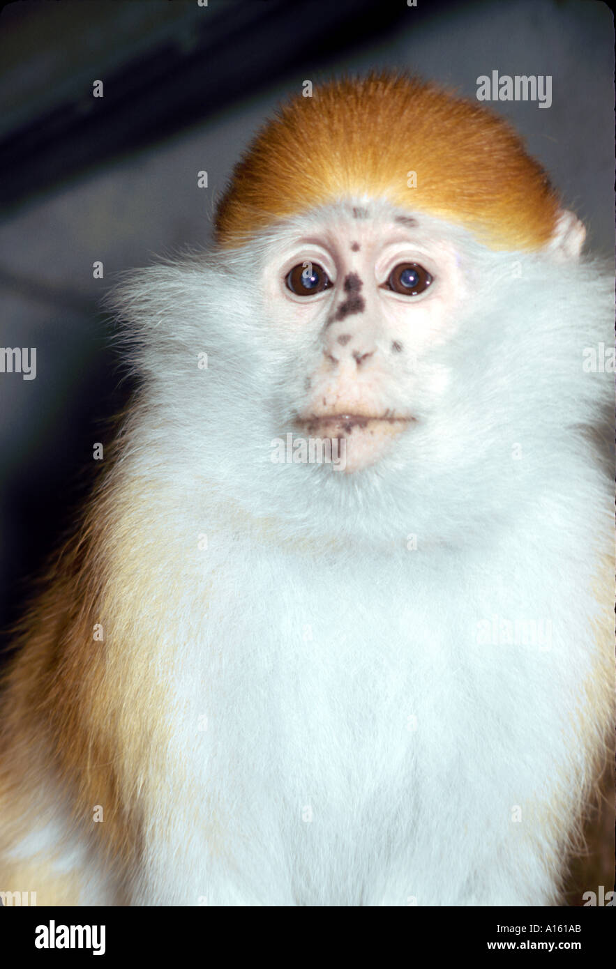 mammal monkey vervet Stock Photo - Alamy