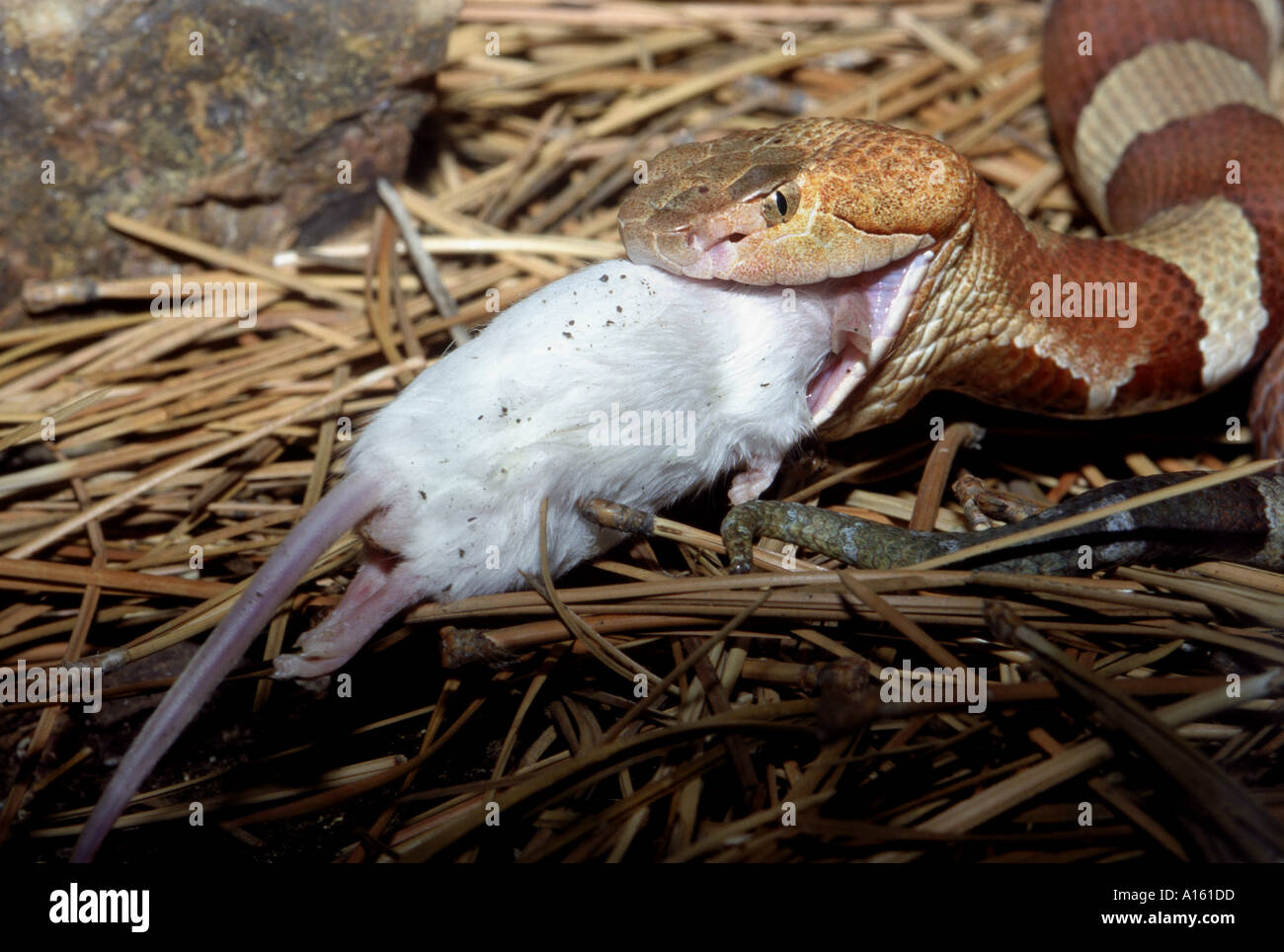 Copperhead snake eating hi-res stock photography and images - Alamy