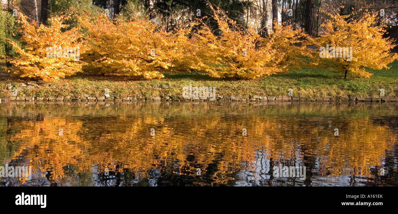 Young beech trees turning yellow in autumn Fagus sylvatica Stock Photo ...
