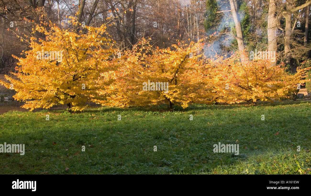 Young beech trees turning yellow in autumn Fagus sylvatica Stock Photo ...