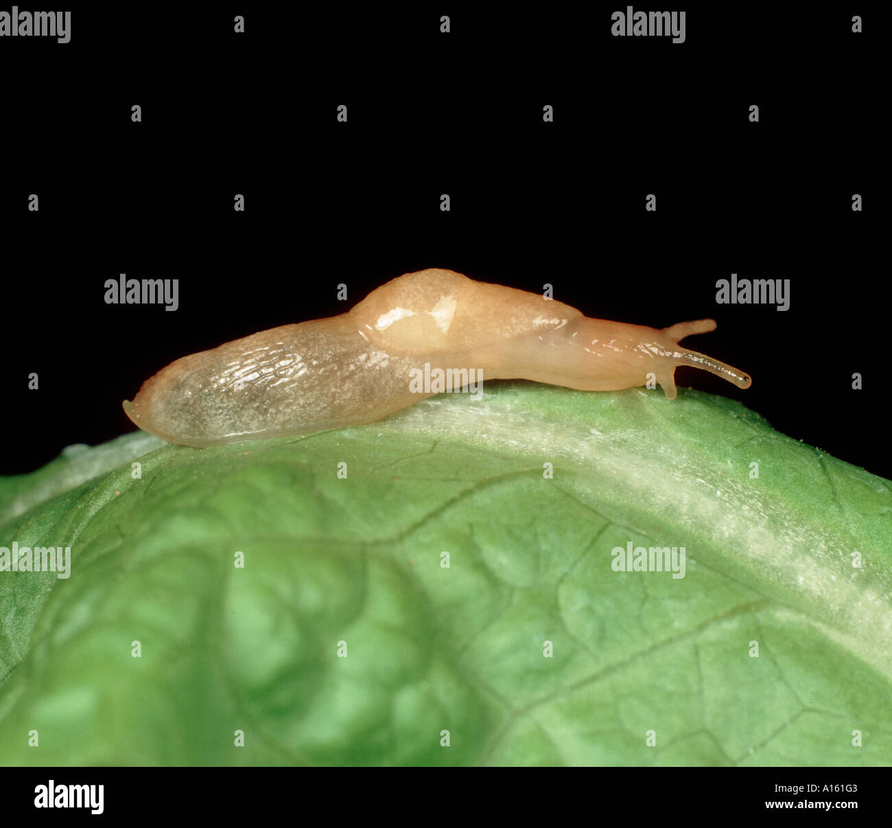 Field slug parasitised by nematode Phasmarhabditis hermaphrodita shown ...