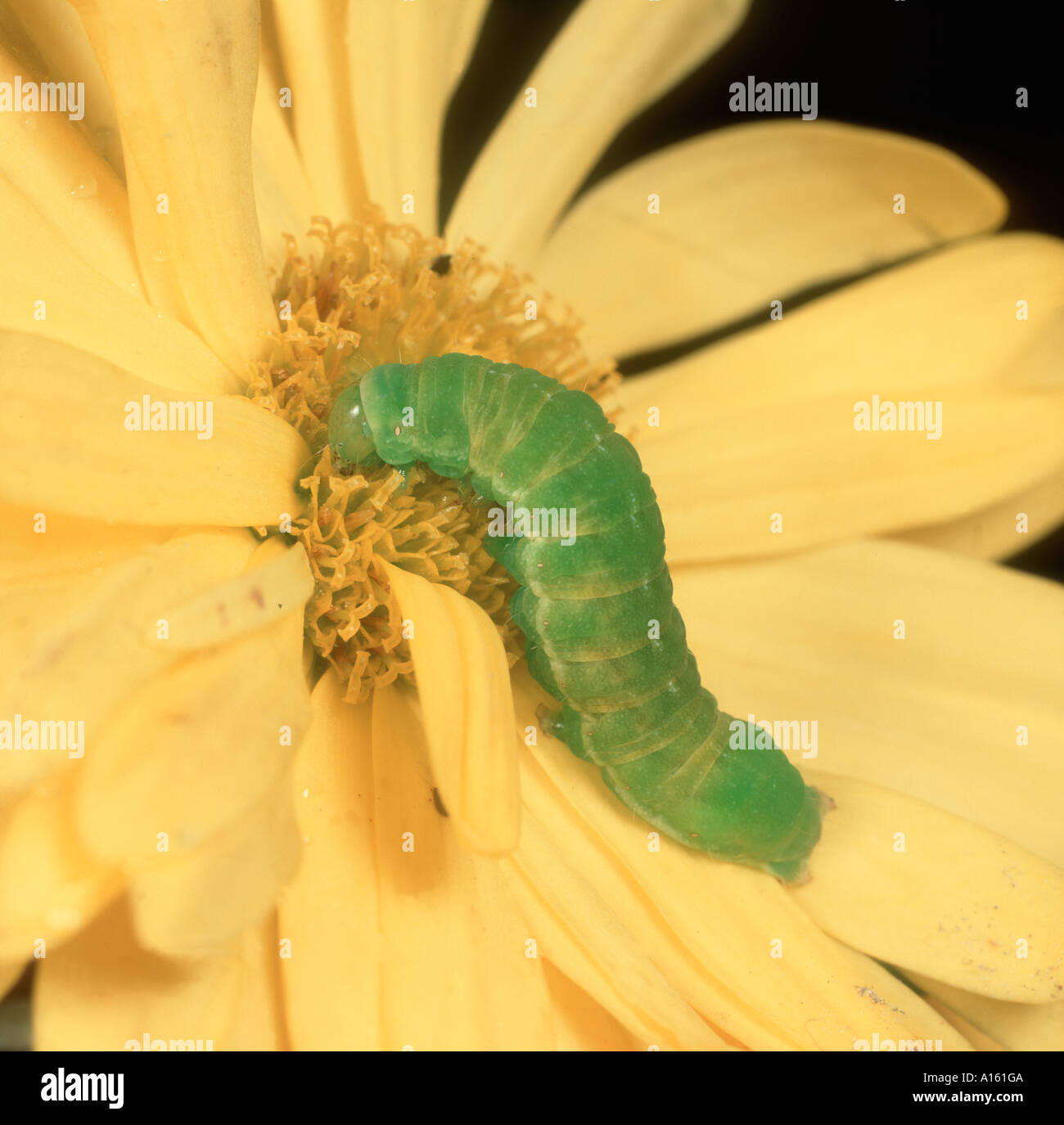 Chrysanthemum with caterpillar hi-res stock photography and images - Alamy