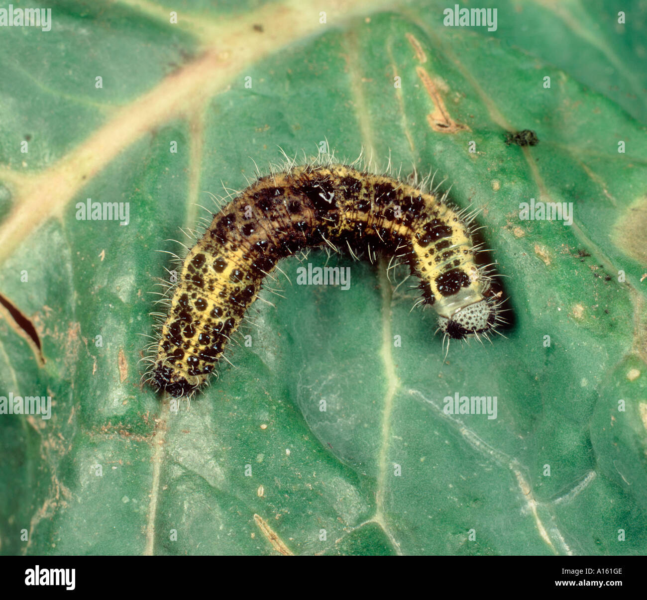 Bacillus thuringiensis bacteria hi-res stock photography and images - Alamy