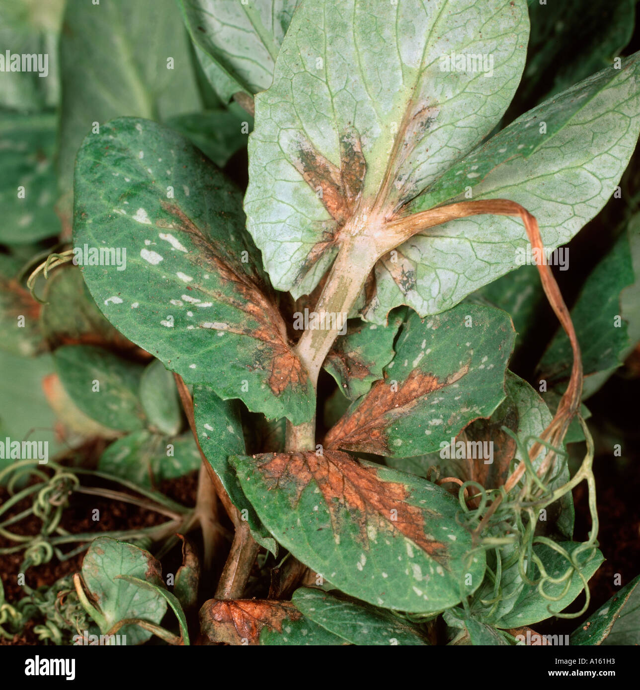 Bacterial blight pseudomonas syringae symptoms hi-res stock photography ...