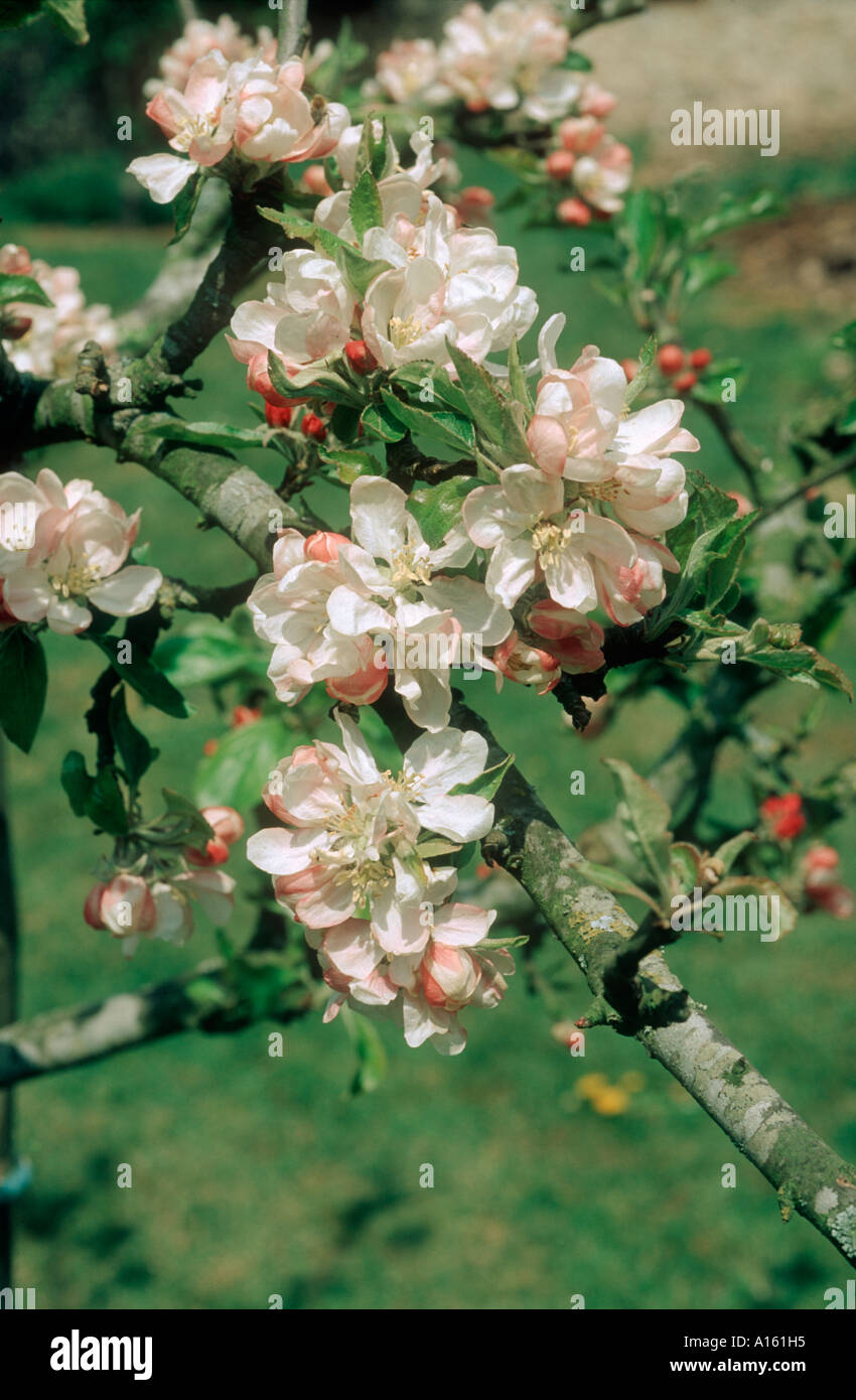 Communis hi-res stock photography and images - Alamy