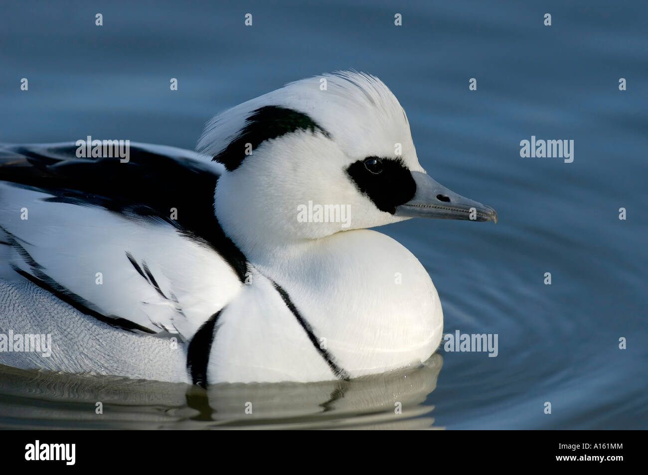 Smew Mergus albellus male Stock Photo - Alamy