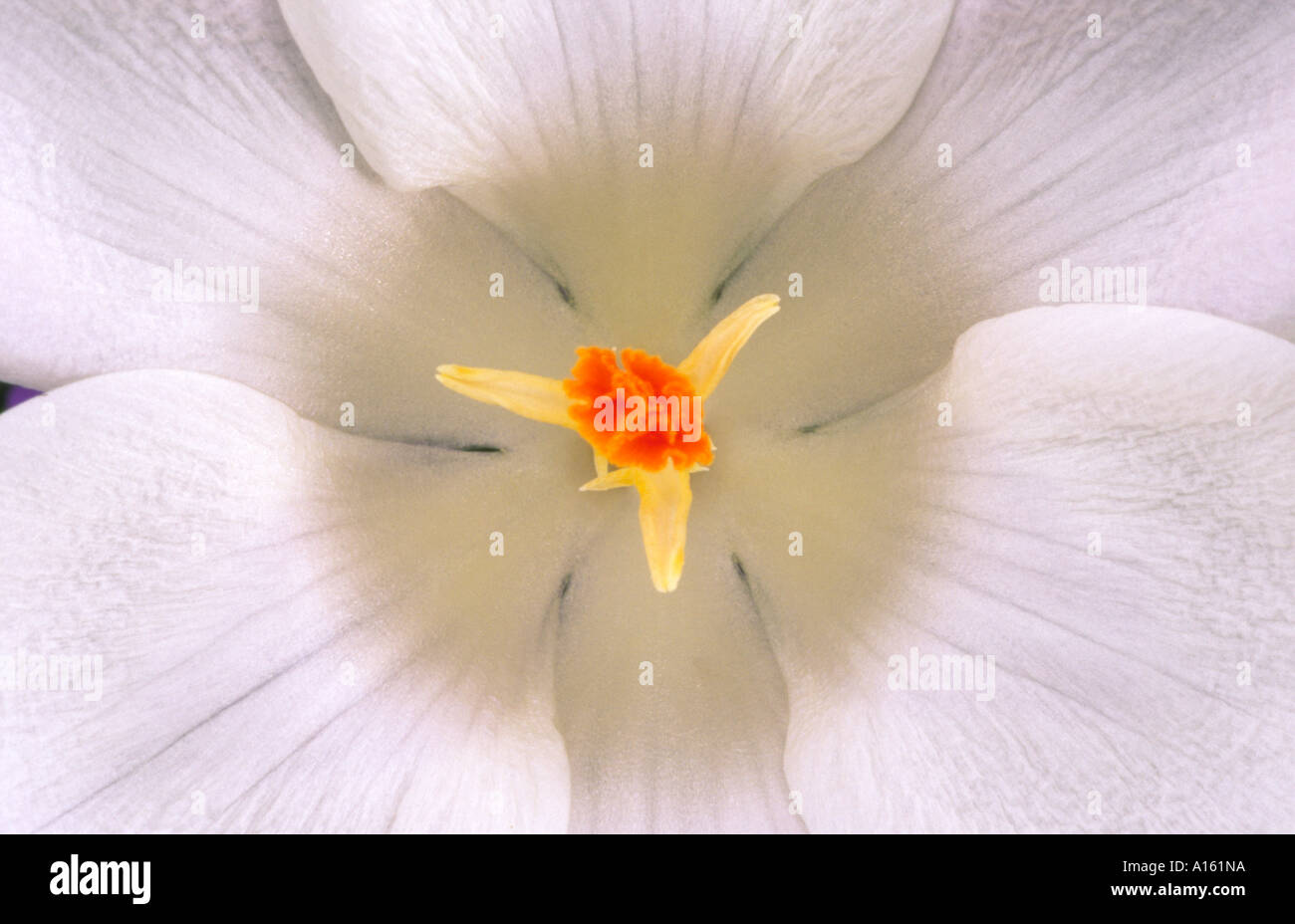 Crocus seeds hi-res stock photography and images - Alamy