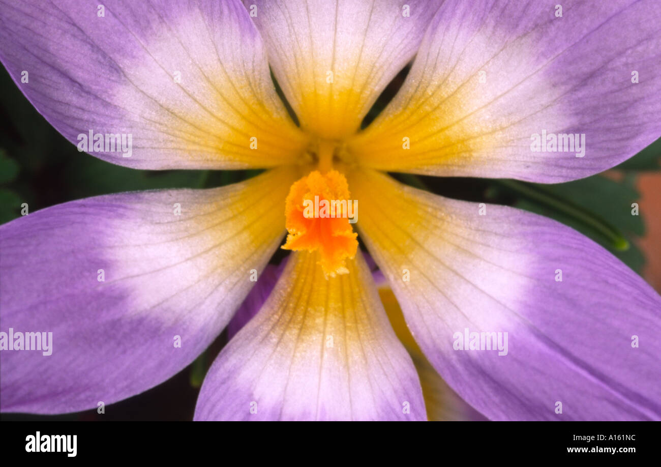 Crocus seeds hi-res stock photography and images - Alamy