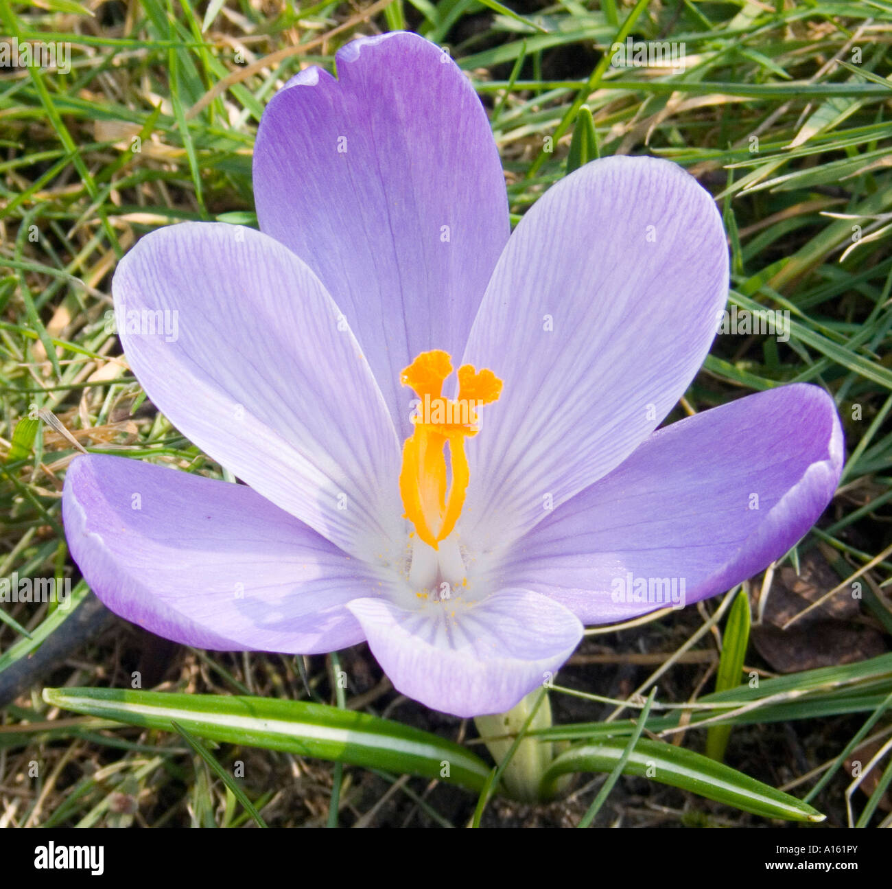 Blue crocus close up Crocus vernus Stock Photo - Alamy
