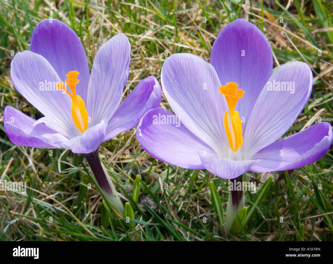 Blue crocuses Crocus vernus Stock Photo - Alamy